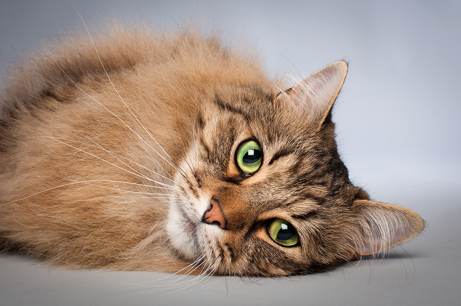 Cat Whisperer | All you need to know about cats